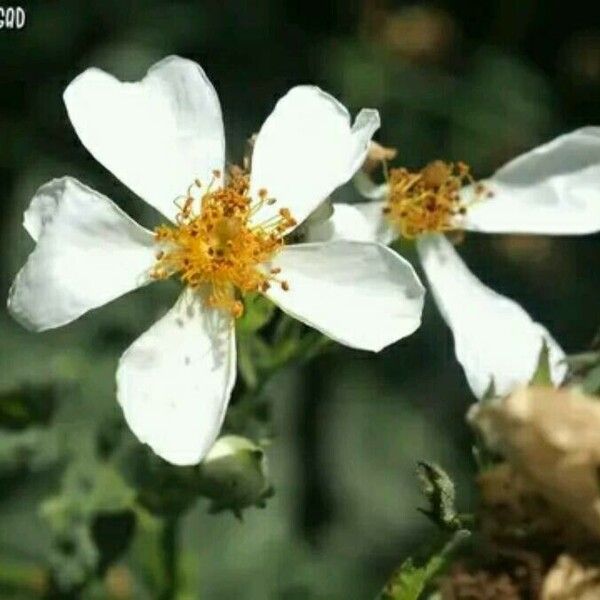 Rosa Phoenicia Plant Care & How to Grow, Water