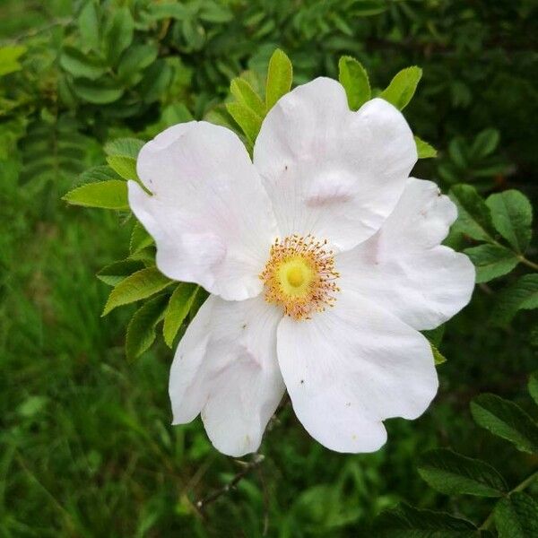 Chestnut Rose (Rosa Roxburghii) Plant Care & How to Grow, Water