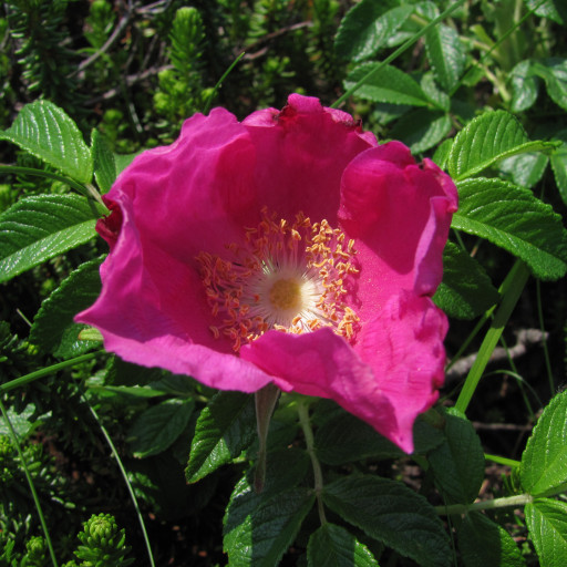 Rugosa Rose (Rosa Rugosa) Plant Care & How to Grow, Water