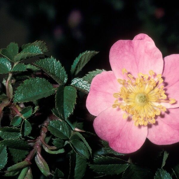 Mediterranean Rose (Rosa Serafinii) Care Guide: Water, Soil ...