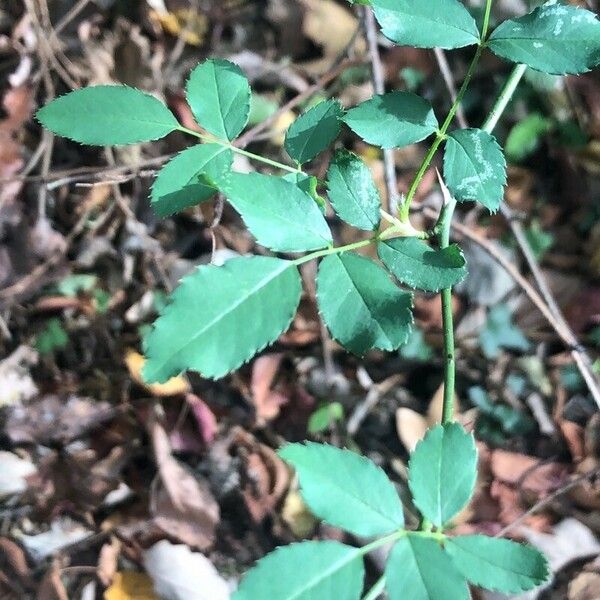 Adam's Needle (Yucca Filamentosa) Plant Care & How to Grow, Water
