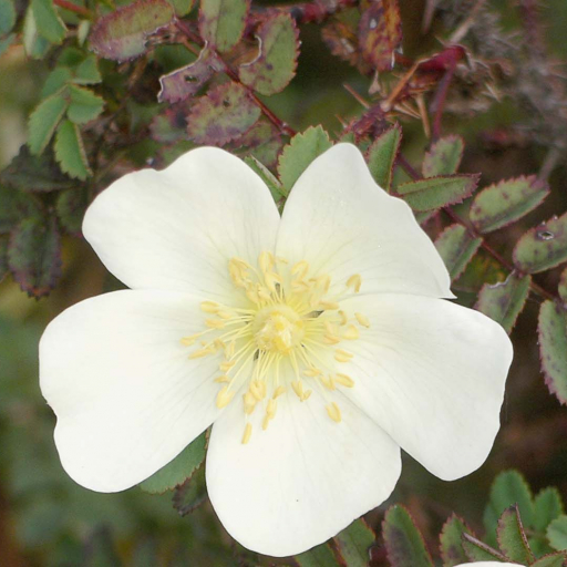 Scotch Rose (Rosa Spinosissima) Plant Care & How to Grow, Water