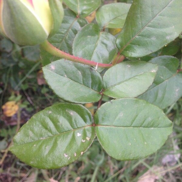 Mini Roses (Rosa Spp.) Plant Care & How to Grow, Water