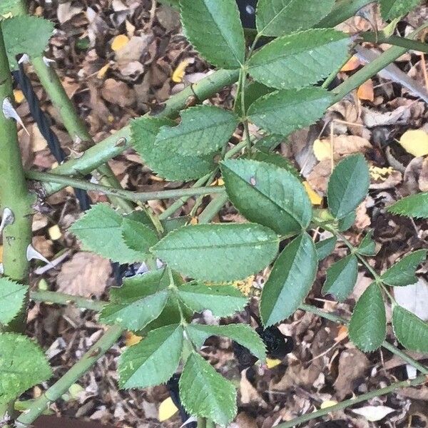 Short-styled Field-rose (Rosa Stylosa) Plant Care & How to Grow, Water