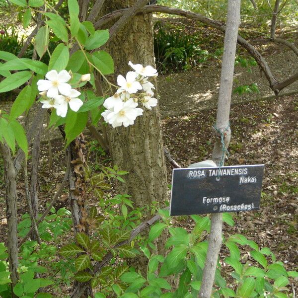 Rosa Taiwanensis Plant Care & How to Grow, Water