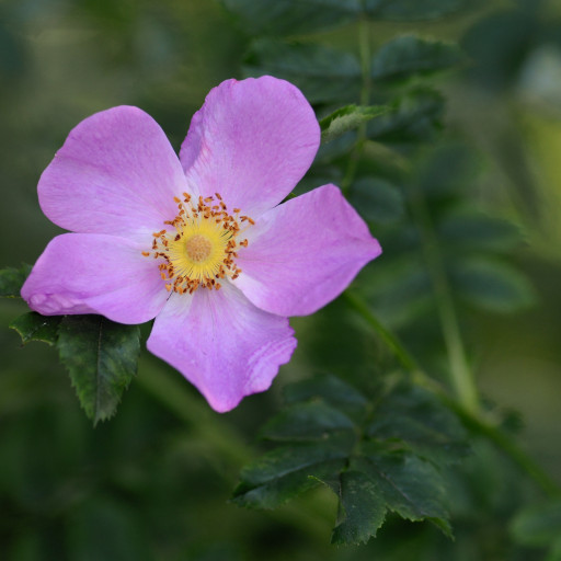 Virginia Rose (Rosa Virginiana) Plant Care & How to Grow, Water