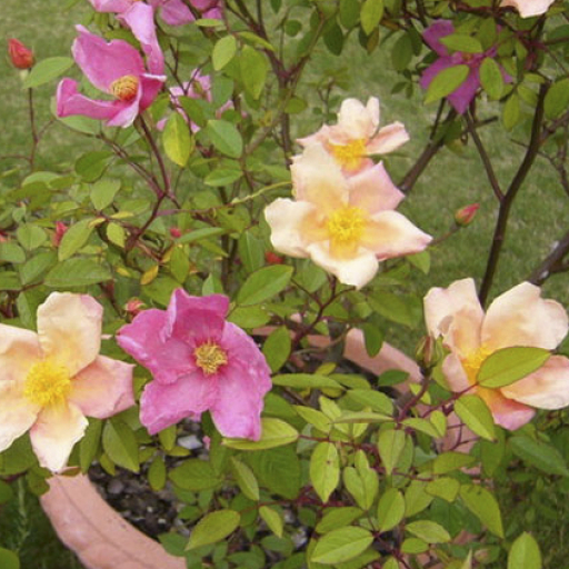 Tea Rose (Rosa X Odorata) Plant Care & How to Grow, Water