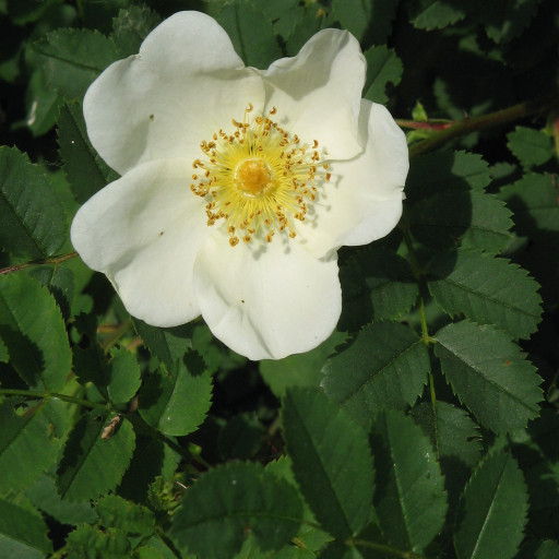 Yellow Rose (Rosa Xanthina) Care Guide: Water, Soil & Propagation ...