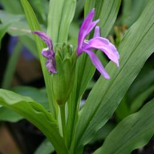 Roscoea Capitata Plant Care & How to Grow, Water
