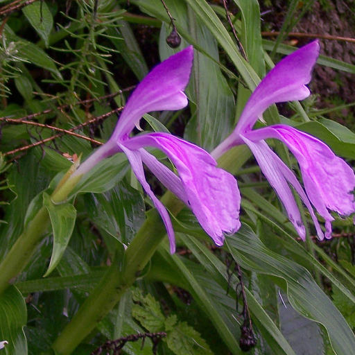 Roscoea Purpurea Plant Care & How to Grow, Water
