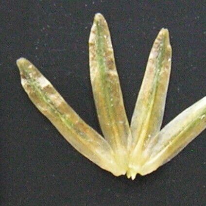 Rostellularia Diffusa Plant Care & How to Grow, Water