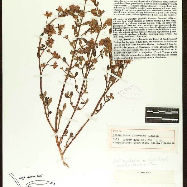 Rostranthera Tetraptera Care Guide: Water, Soil & Propagation - Plantiary