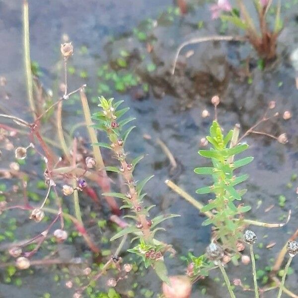 Dense-Flowered Rotala (Rotala Densiflora) Care Guide: Water, Soil ...