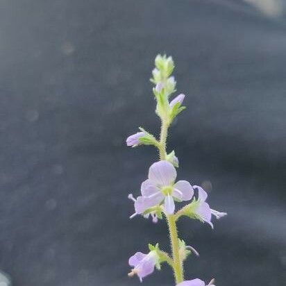 Indian Toothcup (Rotala Filiformis) Plant Care & How to Grow, Water