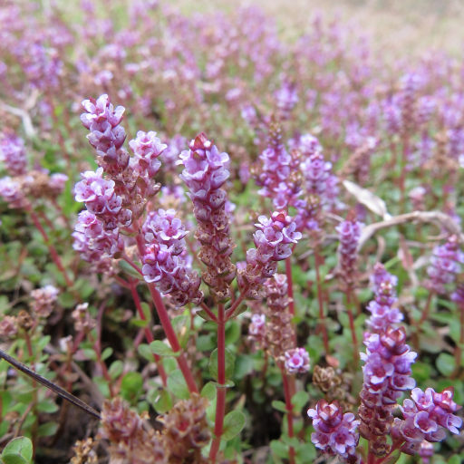 Dwarf Rotala (Rotala Rotundifolia) Plant Care & How to Grow, Water