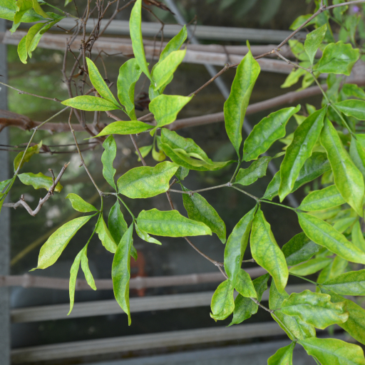 Wright's Gardenia (Rothmannia Annae) Plant Care & How to Grow, Water