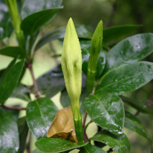 Wild Gardenia (Rothmannia Capensis) Plant Care & How to Grow, Water