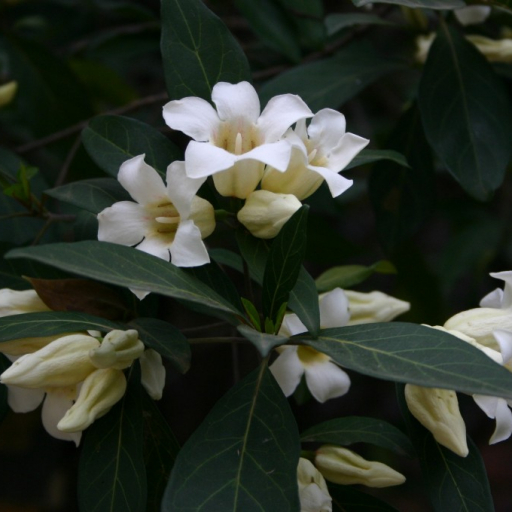 Bell-Gardenia (Rothmannia Globosa) Care Guide: Water, Soil ...