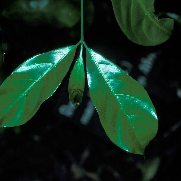 Rothmannia Longiflora Plant Care & How to Grow, Water