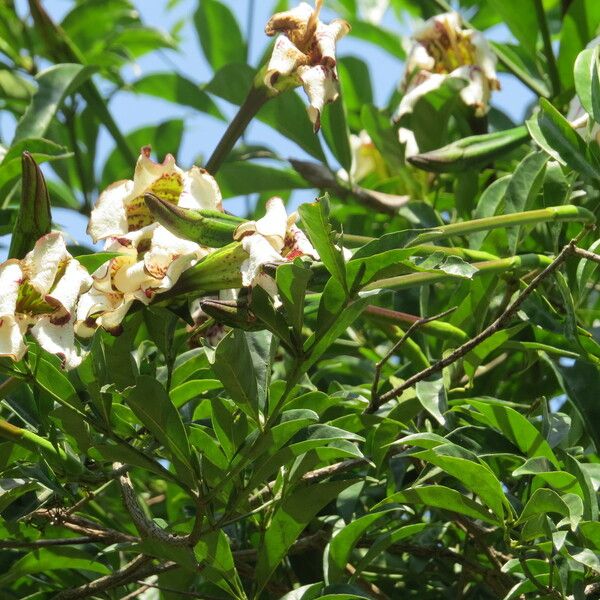 September Bells (Rothmannia Urcelliformis) Plant Care & How to Grow, Water