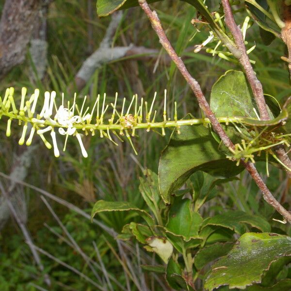 Skunk Tree (Roupala Glaberrima) Plant Care & How to Grow, Water