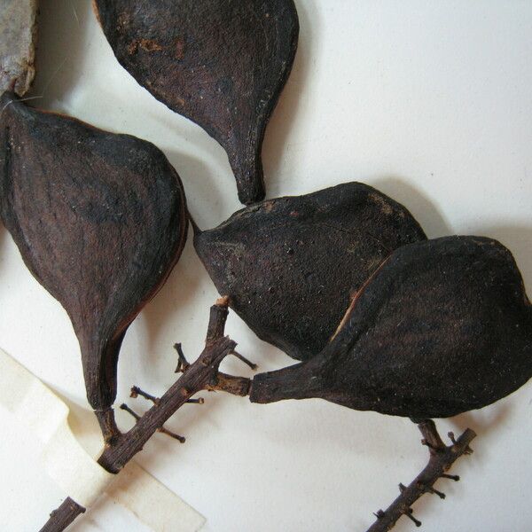 Roupala Nitida Plant Care & How to Grow, Water