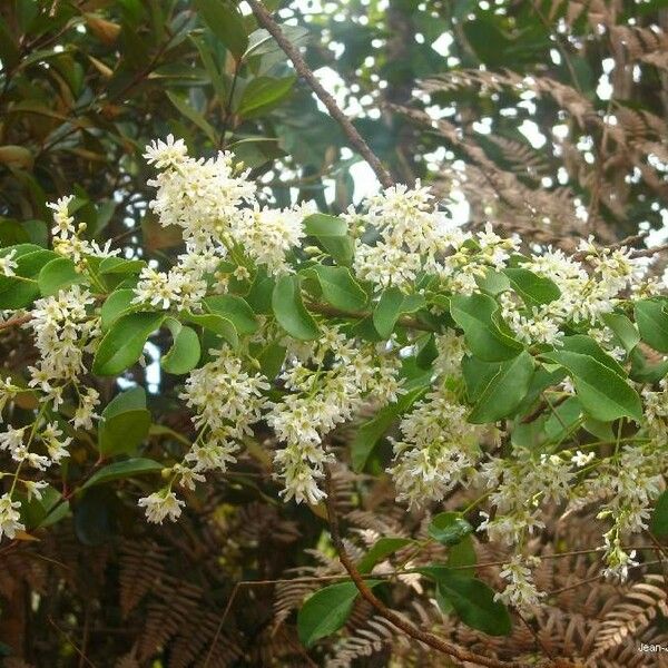 Rourea Balansana Care Guide: Water, Soil & Propagation - Plantiary