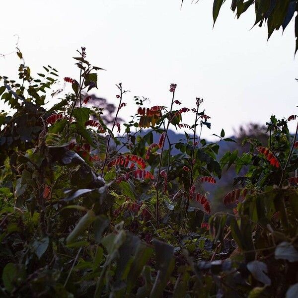 Red Leaf Of Autumn (Rourea Microphylla) Care Guide: Water, Soil ...