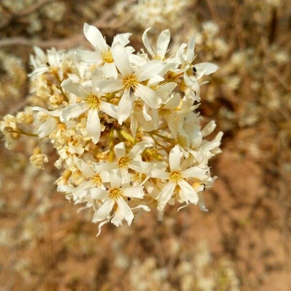 Short-Pod (Rourea Orientalis) Care Guide: Water, Soil & Propagation ...