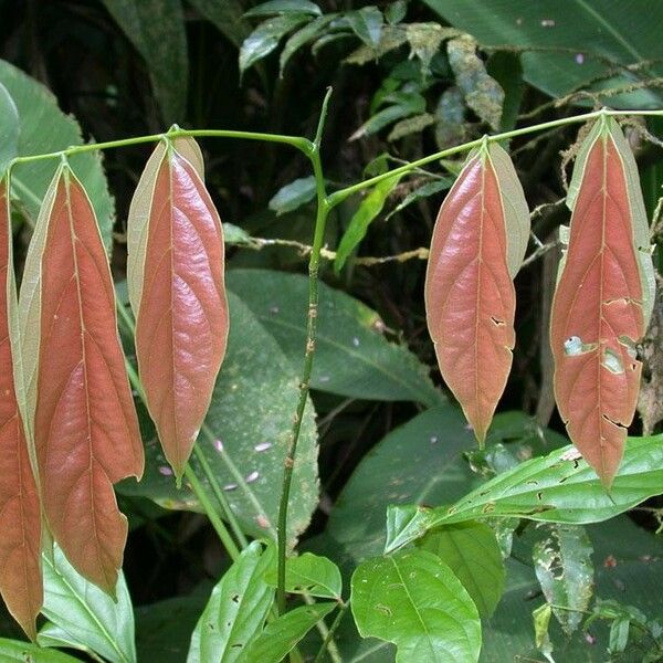Rourea Suerrensis Plant Care & How to Grow, Water