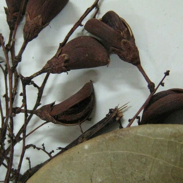 Juan Caliente (Rourea Surinamensis) Care Guide: Water, Soil ...