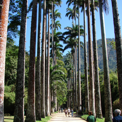 Caribbean Royal Palm (Roystonea Oleracea) Plant Care & How to Grow, Water