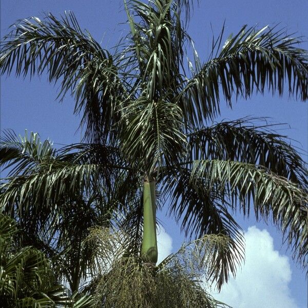 Morass Cabbage Palm (Roystonea Princeps) Plant Care & How to Grow, Water