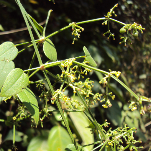 Indian Madder (Rubia Cordifolia) Care Guide: Water, Soil & Propagation ...