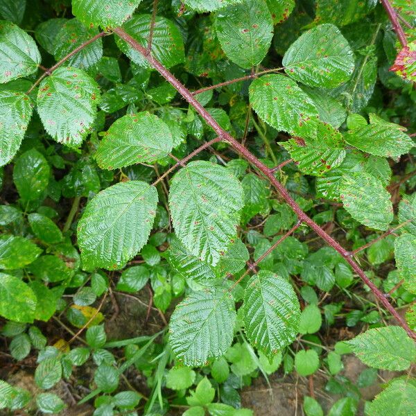 Rubus Aggregatus Care Guide: Water, Soil & Propagation - Plantiary
