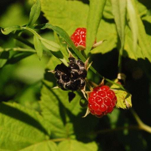 Sow-Teat Blackberry (Rubus Allegheniensis) Plant Care & How to Grow, Water