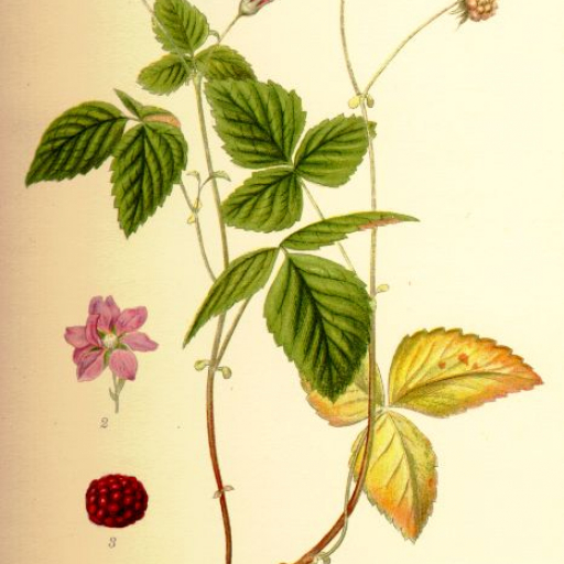 Arctic Raspberry (Rubus Arcticus) Plant Care & How to Grow, Water