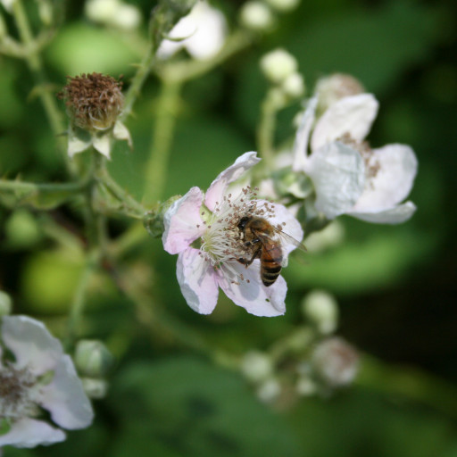 Himalayan Blackberry (Rubus Armeniacus) Plant Care & How to Grow, Water