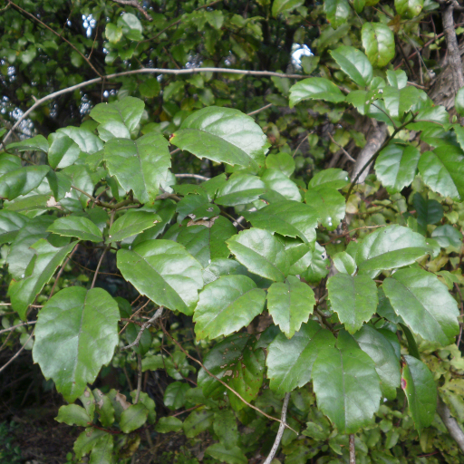 Bush-Lawyer (Rubus Australis) Plant Care & How to Grow, Water