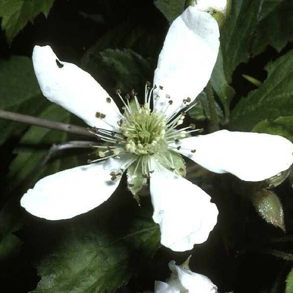 Bailey's Dewberry (Rubus Baileyanus) Plant Care & How to Grow, Water