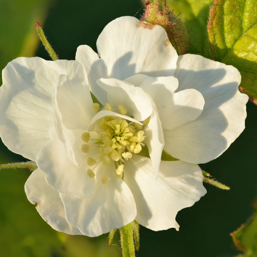 European Dewberry (Rubus Caesius) Plant Care & How to Grow, Water