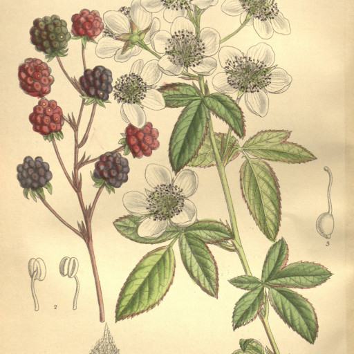 Thornless Blackberry (Rubus Canadensis) Plant Care & How to Grow, Water