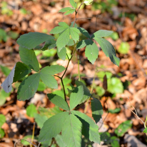 Brambles (Rubus Canescens) Plant Care & How to Grow, Water