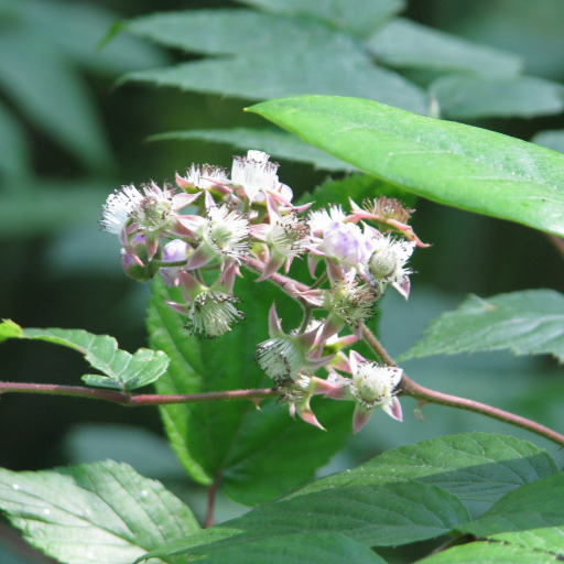 White-Stem Bramble (Rubus Cockburnianus) Plant Care & How to Grow, Water