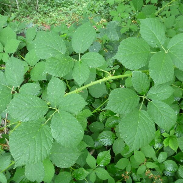 Rubus Conspectus Plant Care & How to Grow, Water