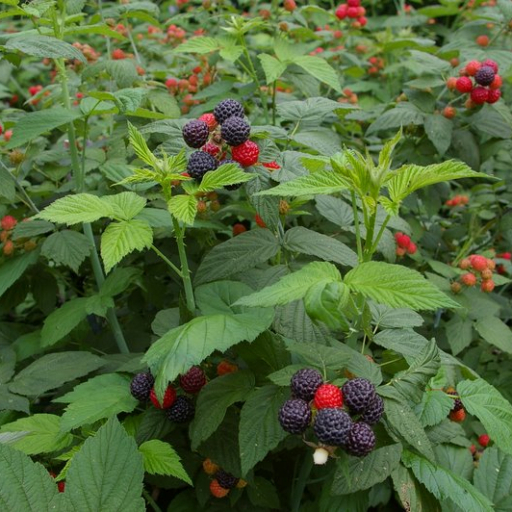 Korean Bramble (Rubus Coreanus) Plant Care & How to Grow, Water