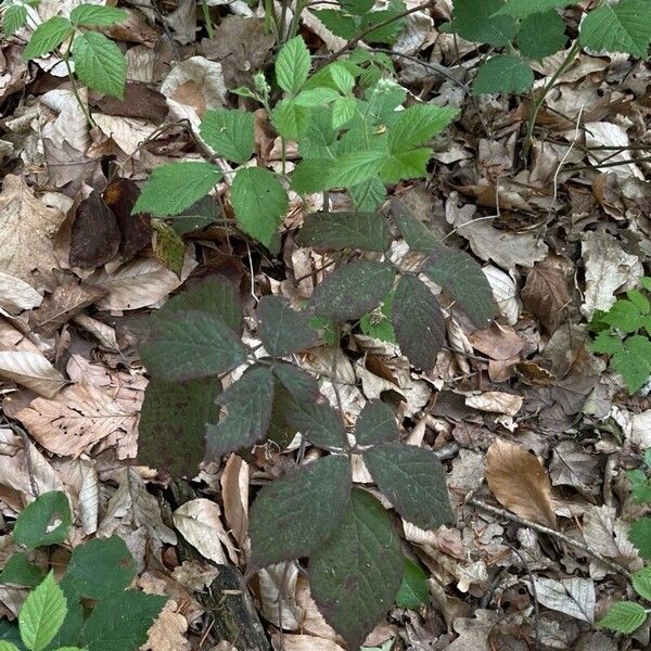 Holy Bramble (Rubus Creticus) Care Guide: Water, Soil & Propagation ...