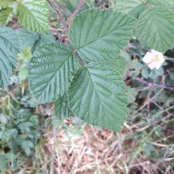 Rubus Elegans Care Guide: Water, Soil & Propagation - Plantiary