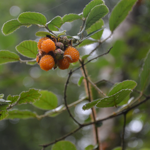 Yellow Himalayan Raspberry (Rubus Ellipticus) Plant Care & How to Grow ...