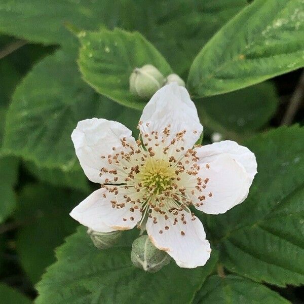 Blackberry (Rubus Ferus) Care Guide: Water, Soil & Propagation - Plantiary